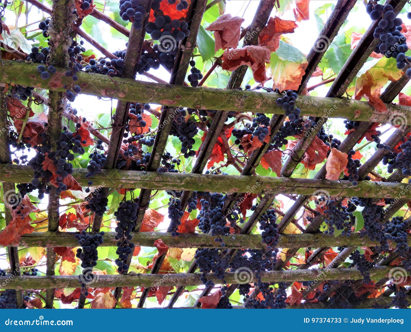 A trellis full of grapes stock image. Image of flavor - 97374733