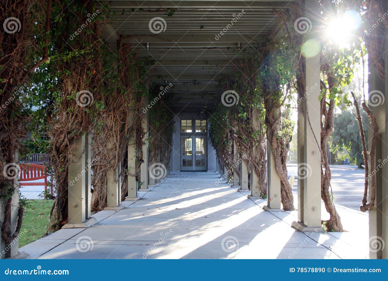 Trellis Walkway with Setting Sun. Stock Photo - Image of trellis ...
