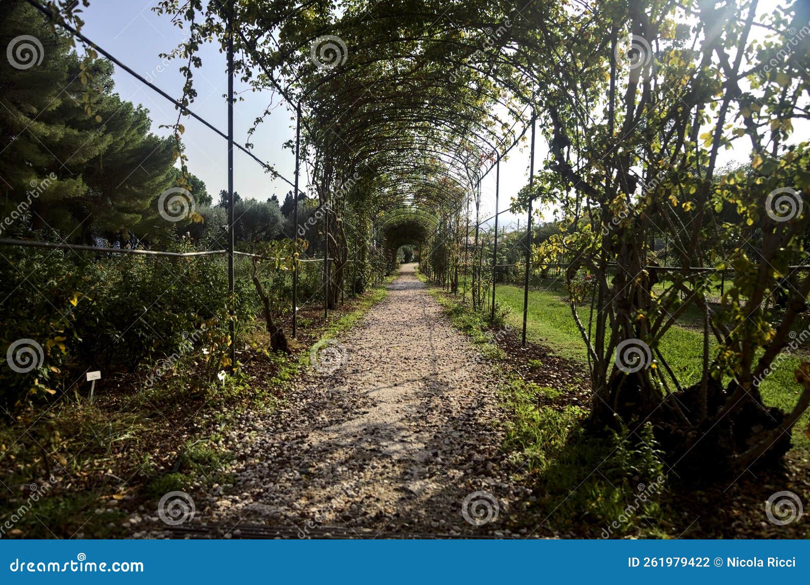 Trellises with Hanging Rose Plants in a Garden Stock Photo - Image of ...