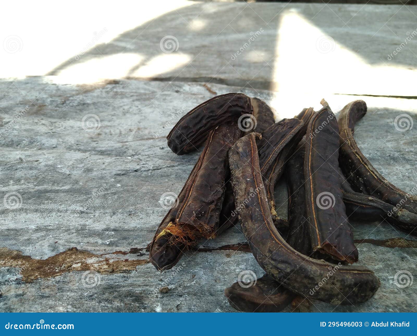 Trembesi Fruit stock image. Image of chankiri, tree - 295496003