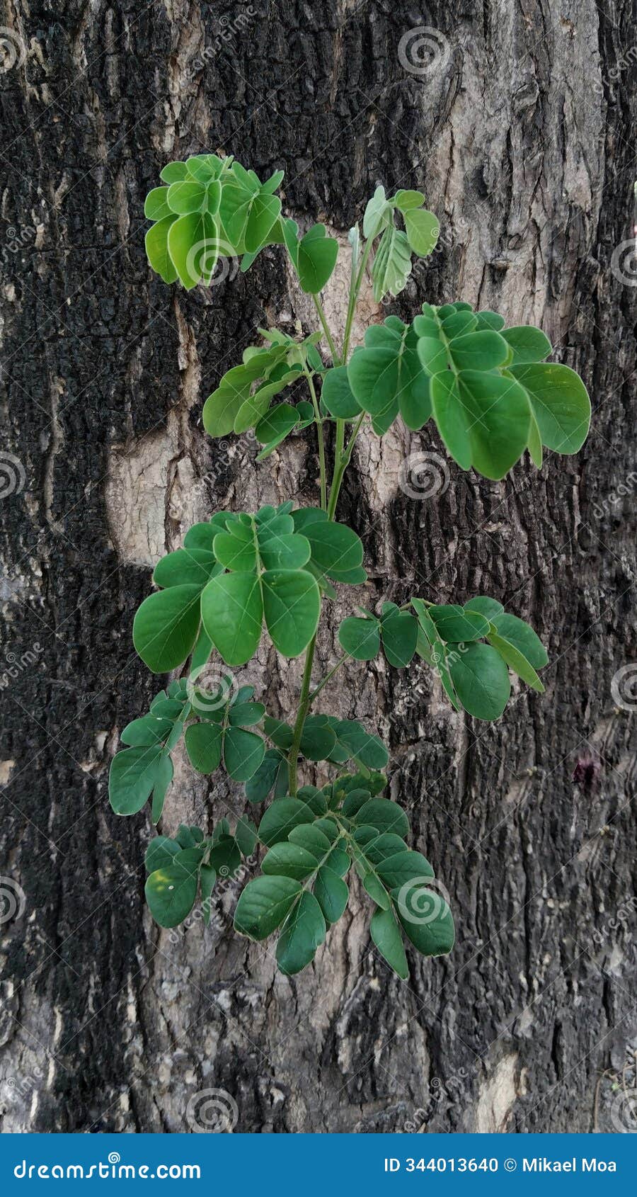 Trembesi Leaves Stock Photo | CartoonDealer.com #339204870