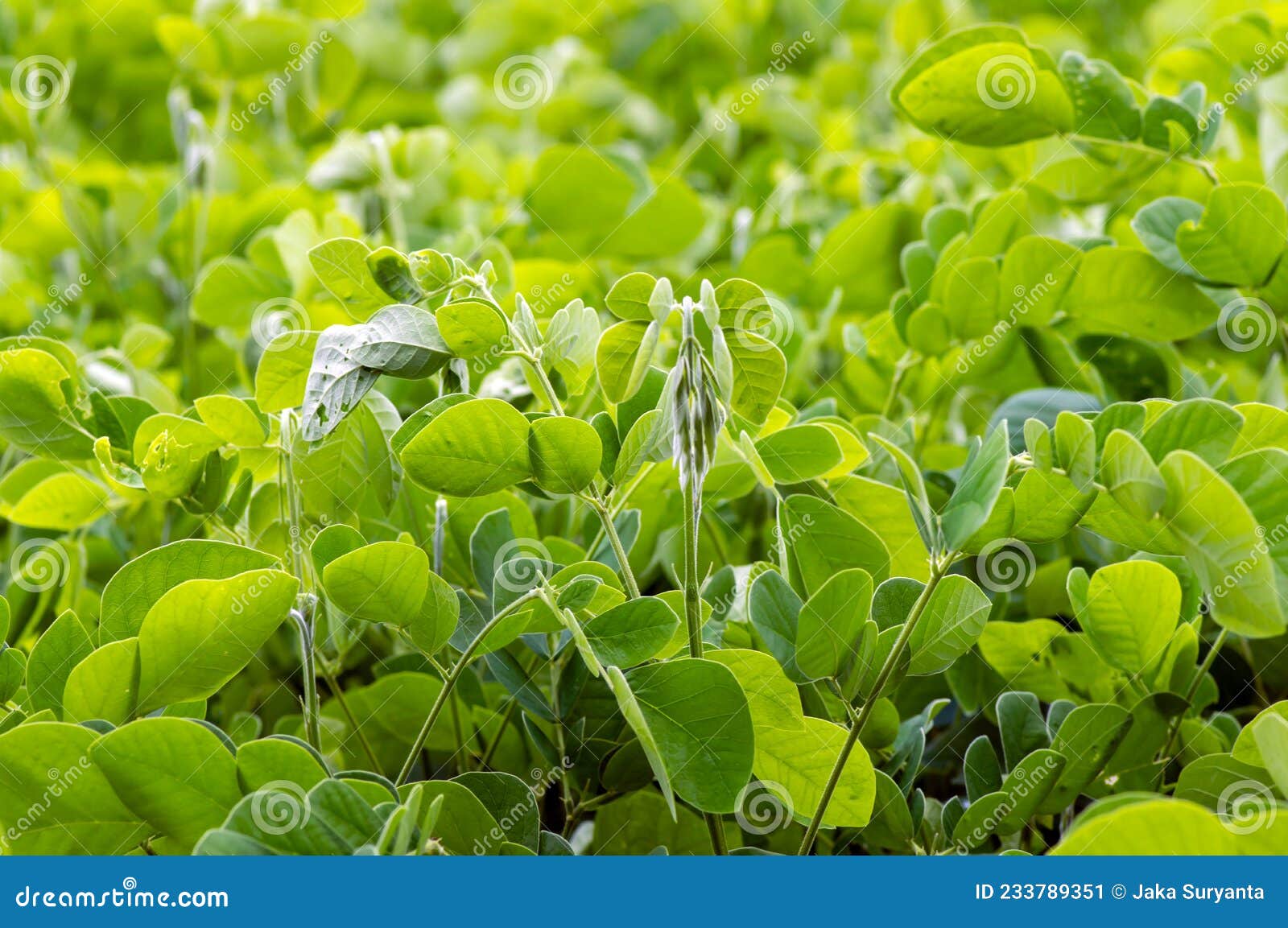 Trembesi Samanea Saman, the Rain Tree, Monkey Pod Tree Seedlings Stock ...