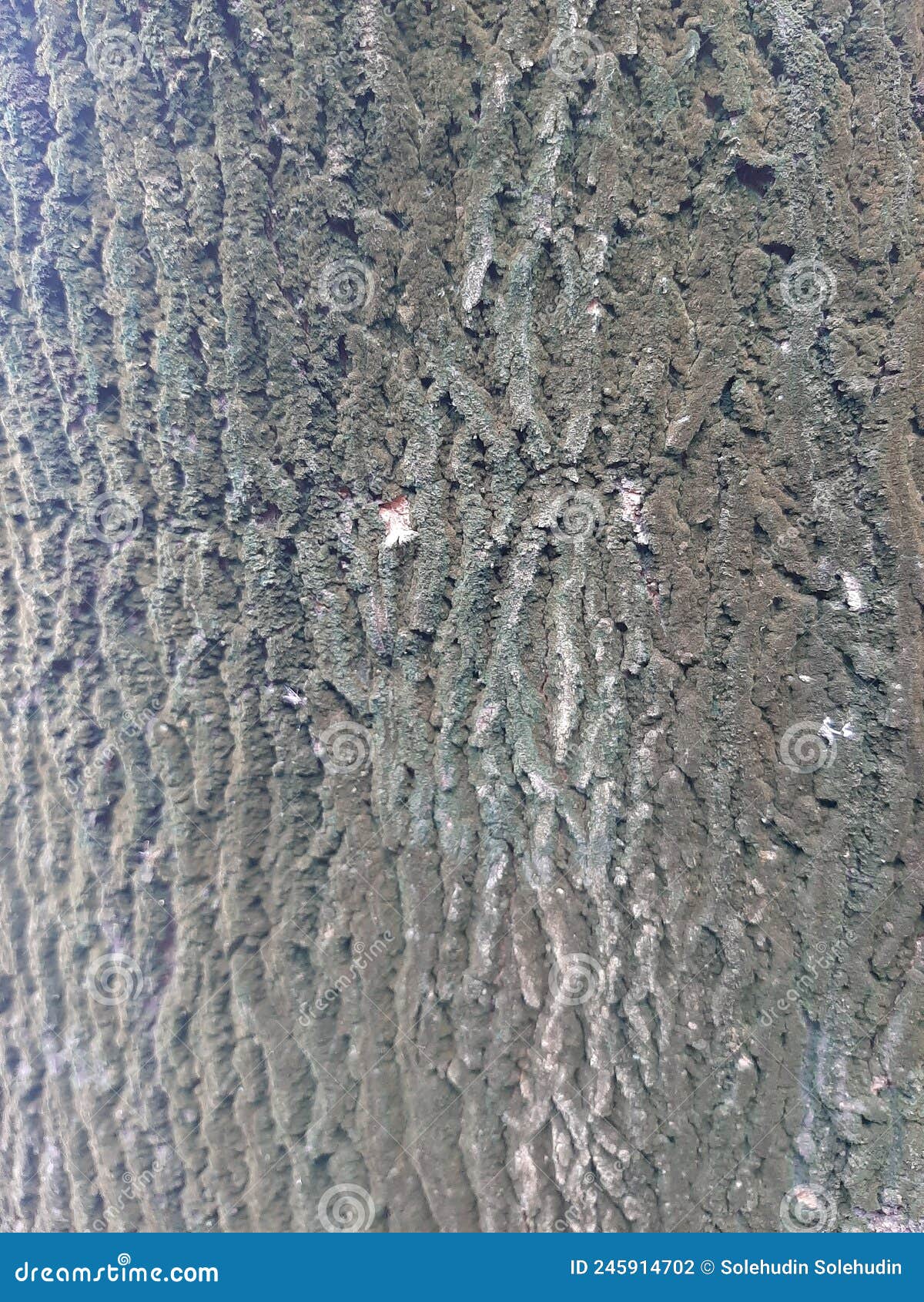 The Trembesi Tree, Or Samanea Saman Is A Great Tree For Shade. Royalty ...