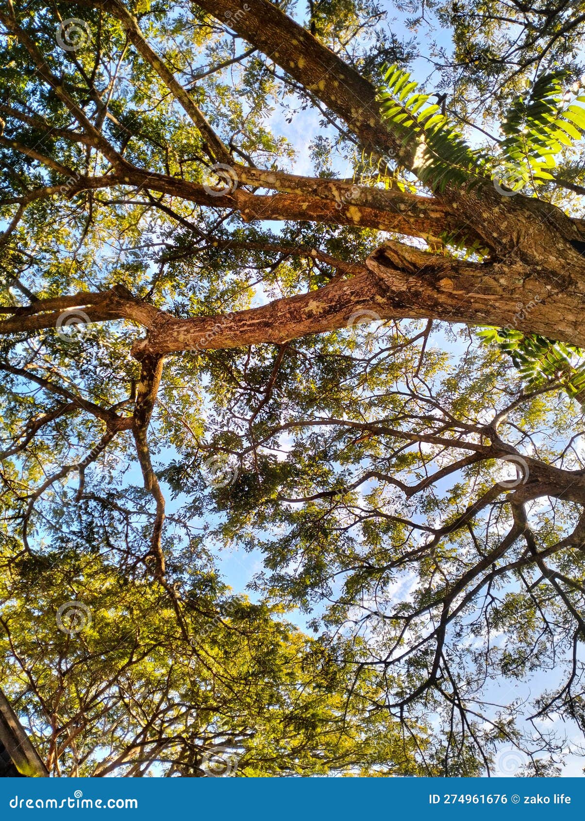 Trembesi Tree with Dense and Shady Leaves? Stock Photo - Image of grove ...