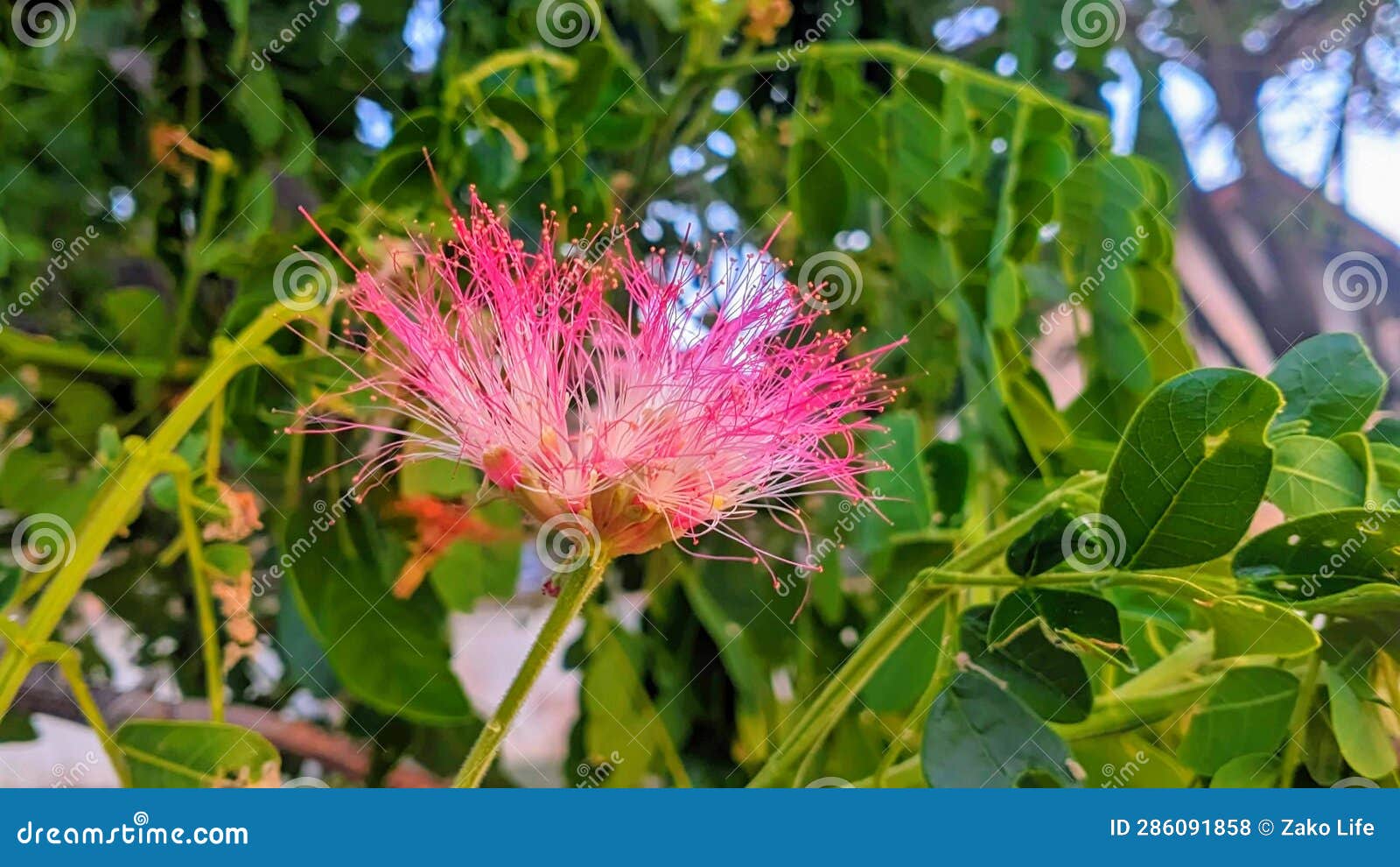 Trembesi Tree Flowers are Orange with Leaves Stock Photo - Image of ...