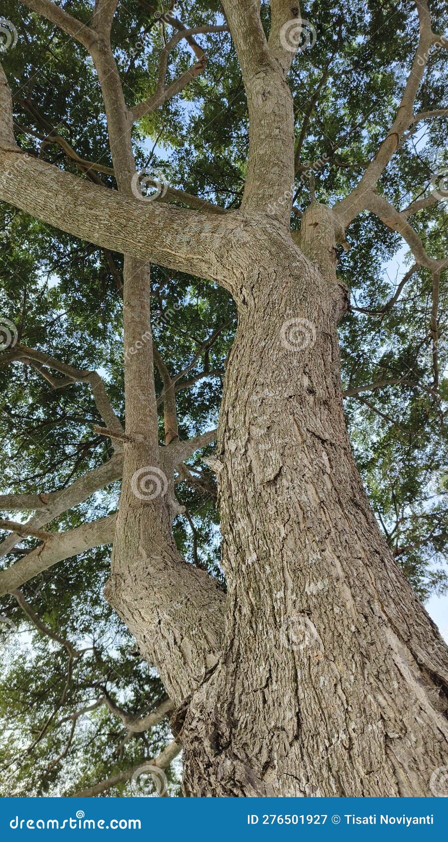 Trembesi Tree & X28;genus : Samanea& X29; Picture from Below Stock ...