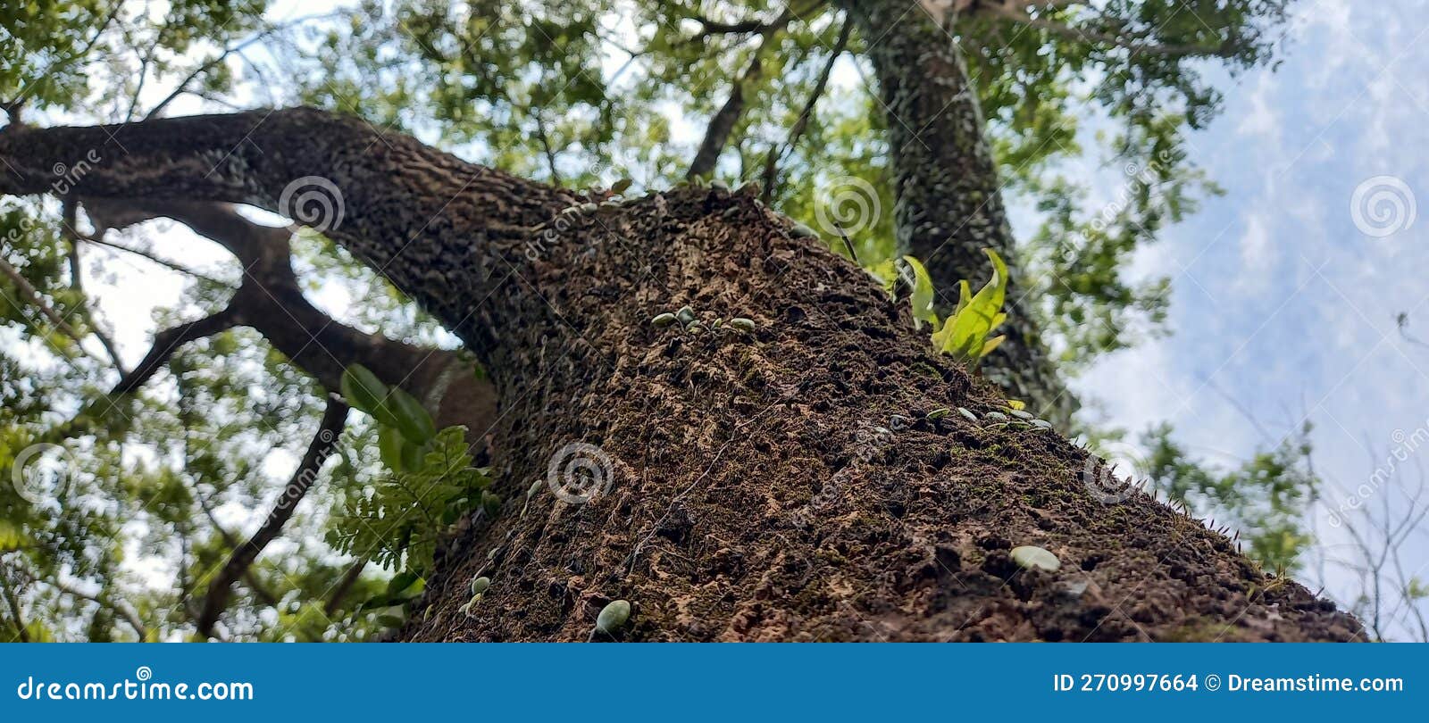 Trembesi Tree that Grows on the Side of the Road with the Structure of ...
