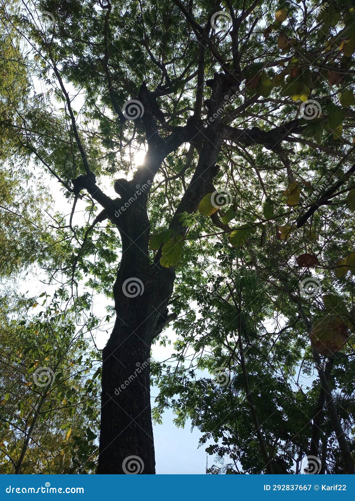 Trembesi Tree Or Sometimes Called As Samanea Saman Or Rain Tree Stock ...
