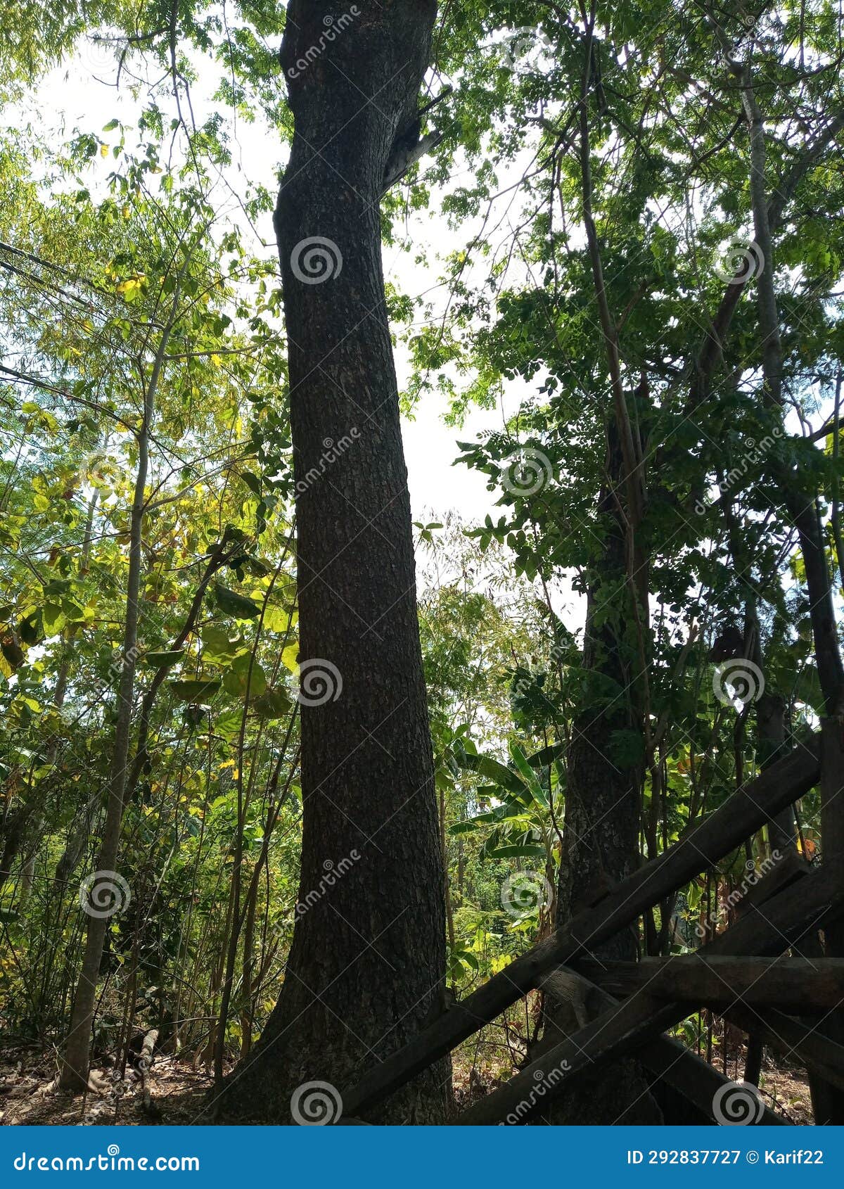 Trembesi Tree Or Sometimes Called As Samanea Saman Or Rain Tree Stock ...