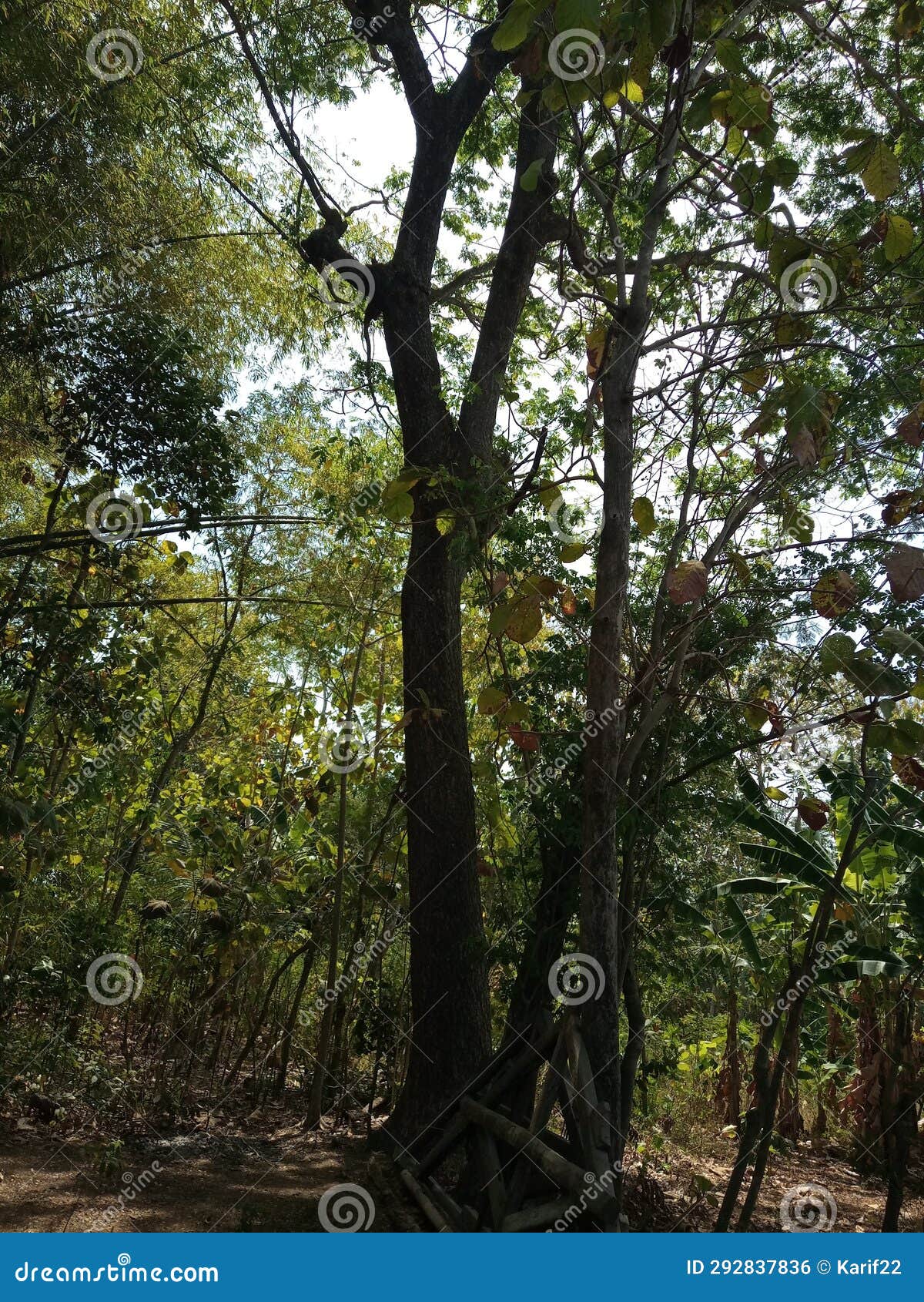 Trembesi tree nature stock photo. Image of tree, deciduous - 292837836