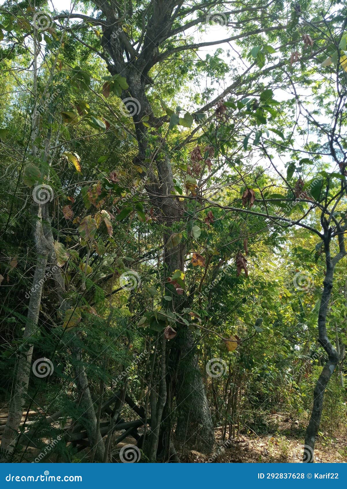 This Trembesi Tree Is Samanea Saman Or Rain Tree. Stock Photo ...