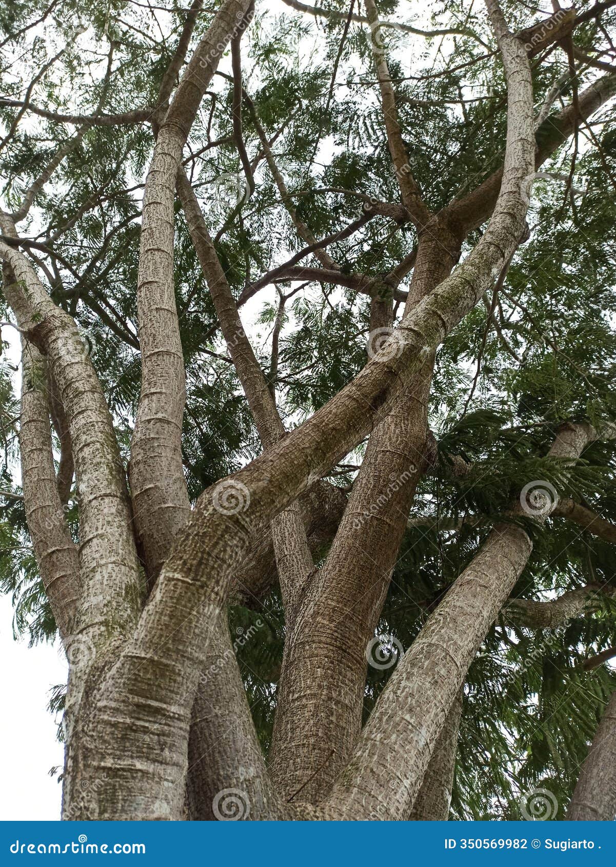The Trembesi Tree is Photographed at Dusk from the Low Angle and ...