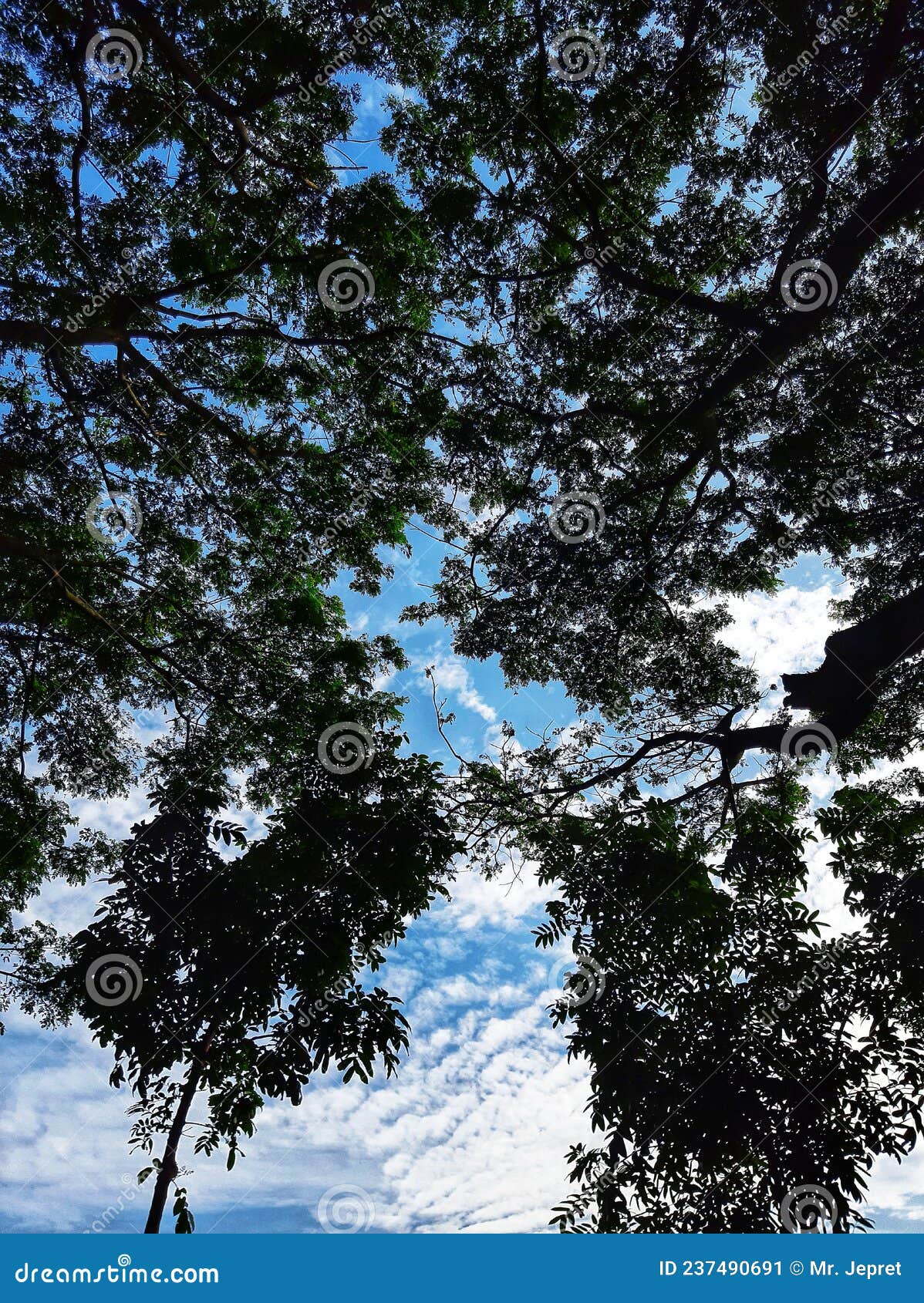 The Trembesi Tree, or Samanea Saman is a Great Tree for Shade. Stock ...