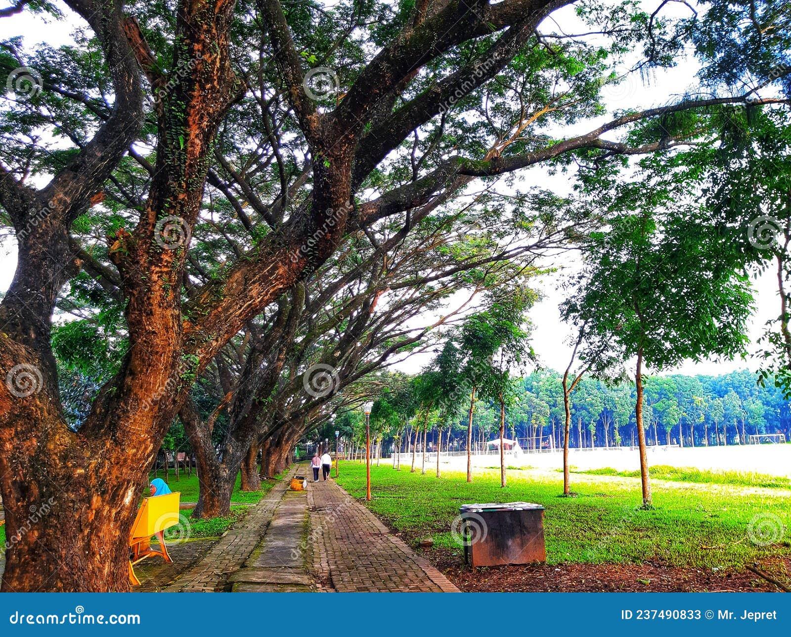 The Trembesi Tree, or Samanea Saman is a Great Tree for Shade. Stock ...
