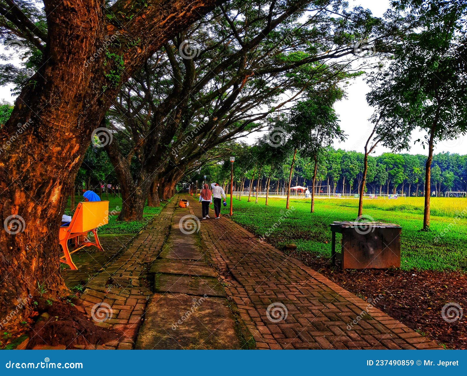 The Trembesi Tree, or Samanea Saman is a Great Tree for Shade. Stock ...