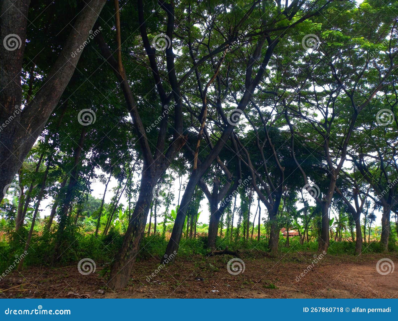 This Trembesi Tree is Samanea Saman or Rain Tree. Stock Photo - Image ...