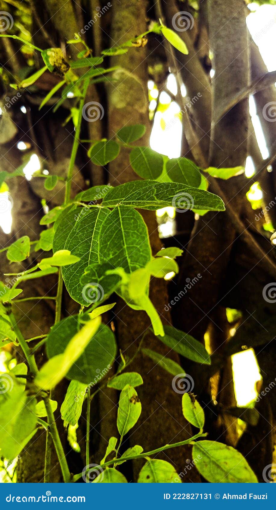 Typical Trees Of Madagascar Known As Adansonia, Baobab, Bottle Tree Or ...