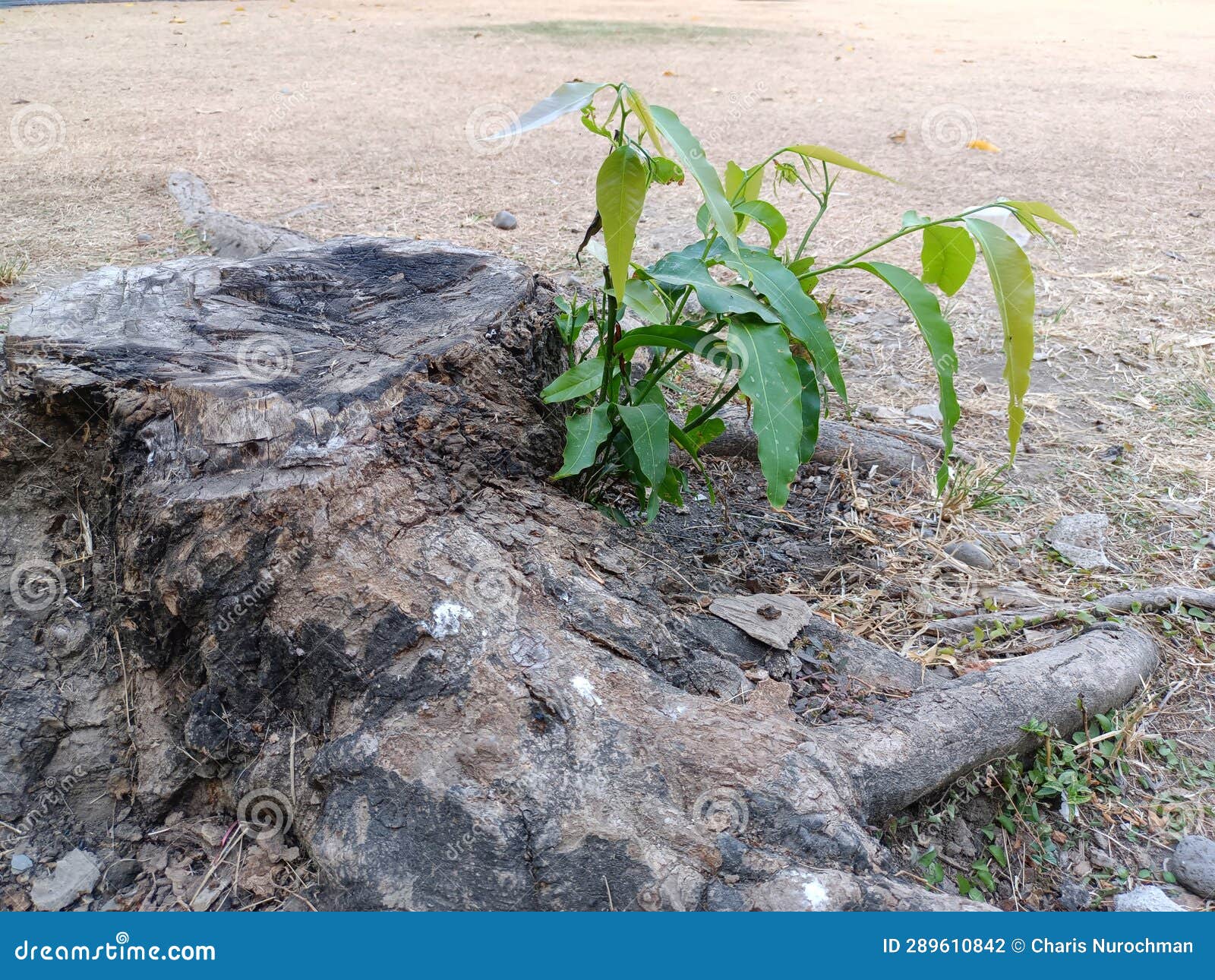 This Trembesi Tree Is Samanea Saman Or Rain Tree. Stock Photo ...