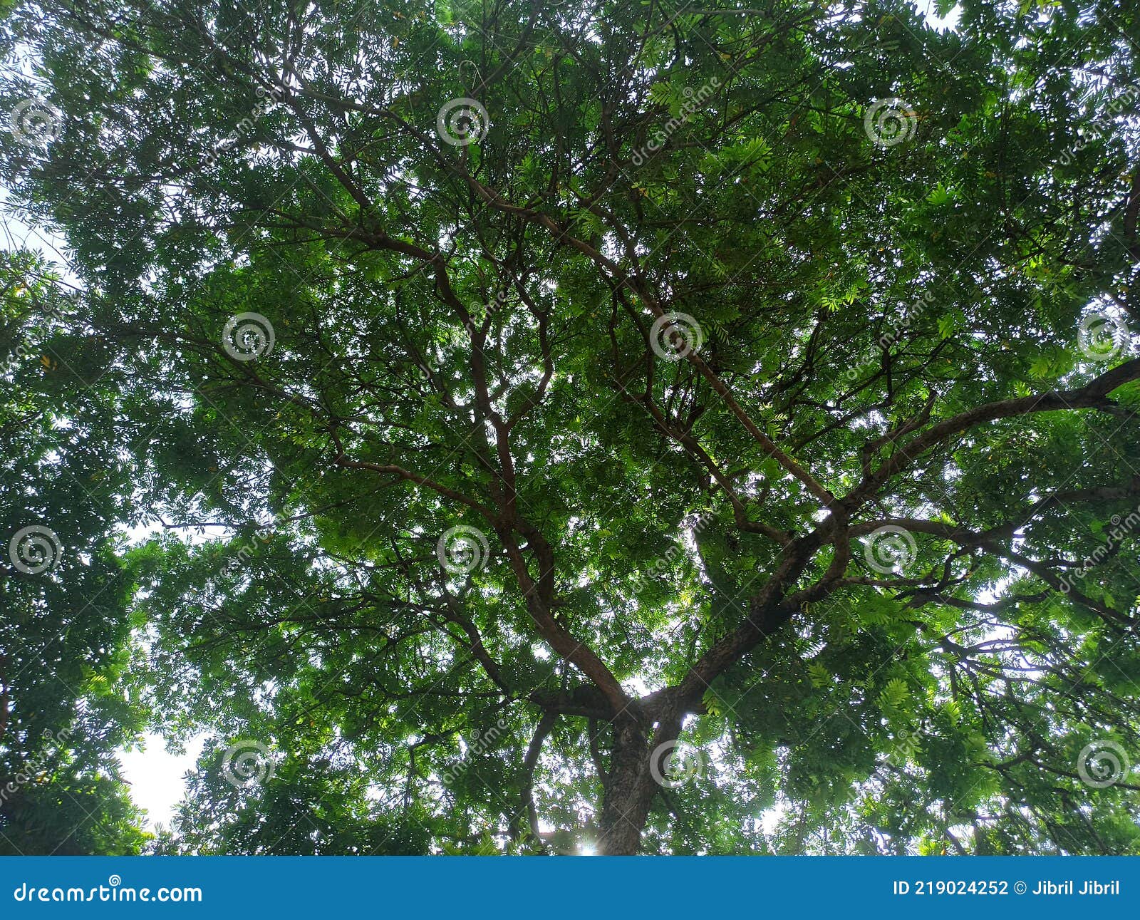 Trembesi Tree or Sometimes Called As Samanea Saman or Rain Tree Stock ...