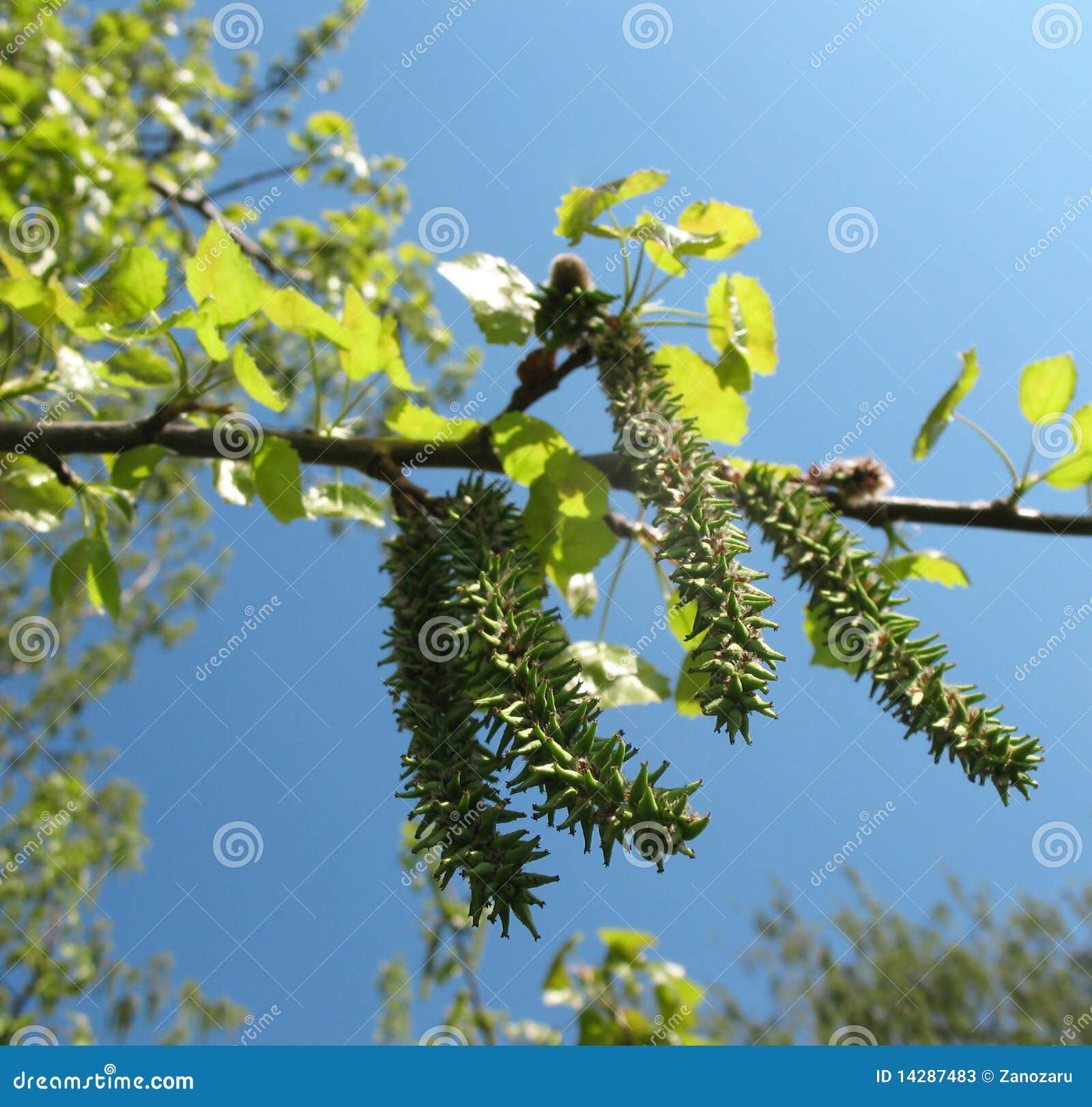 Tremble Commun Ou Peuplier Trembling Image stock - Image du fleuraison ...