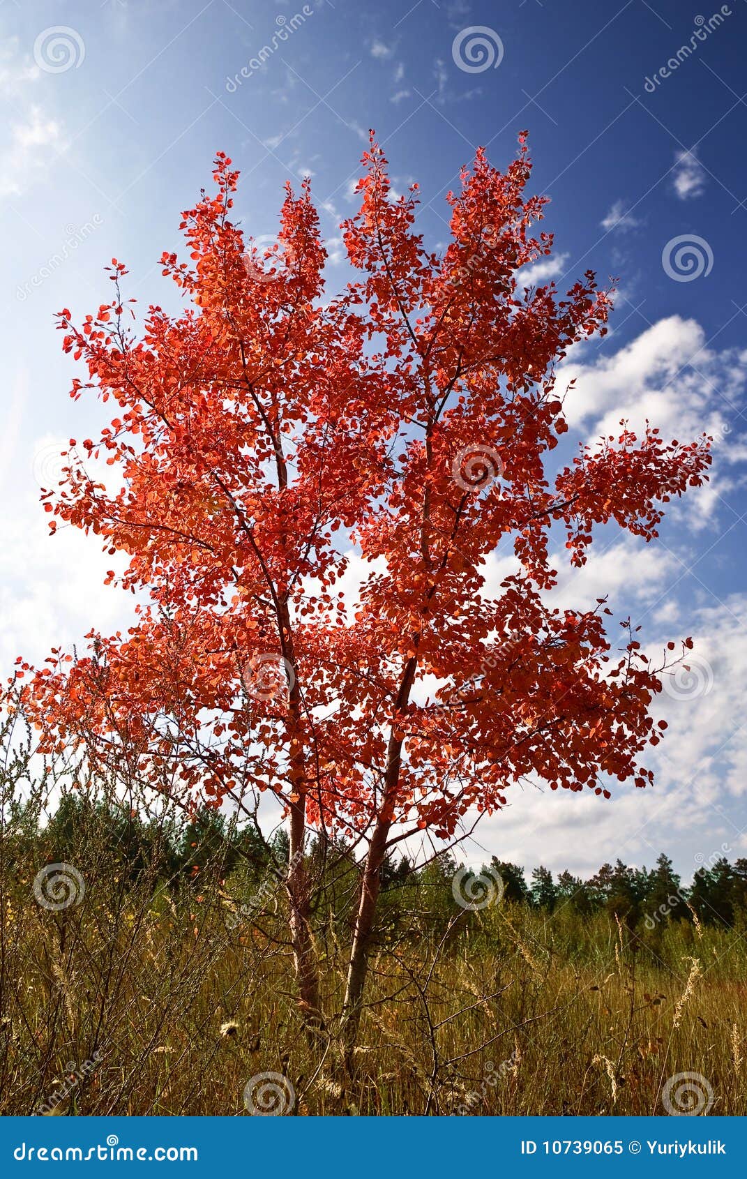 Tremble rouge image stock. Image du panoramique, centrale - 10739065