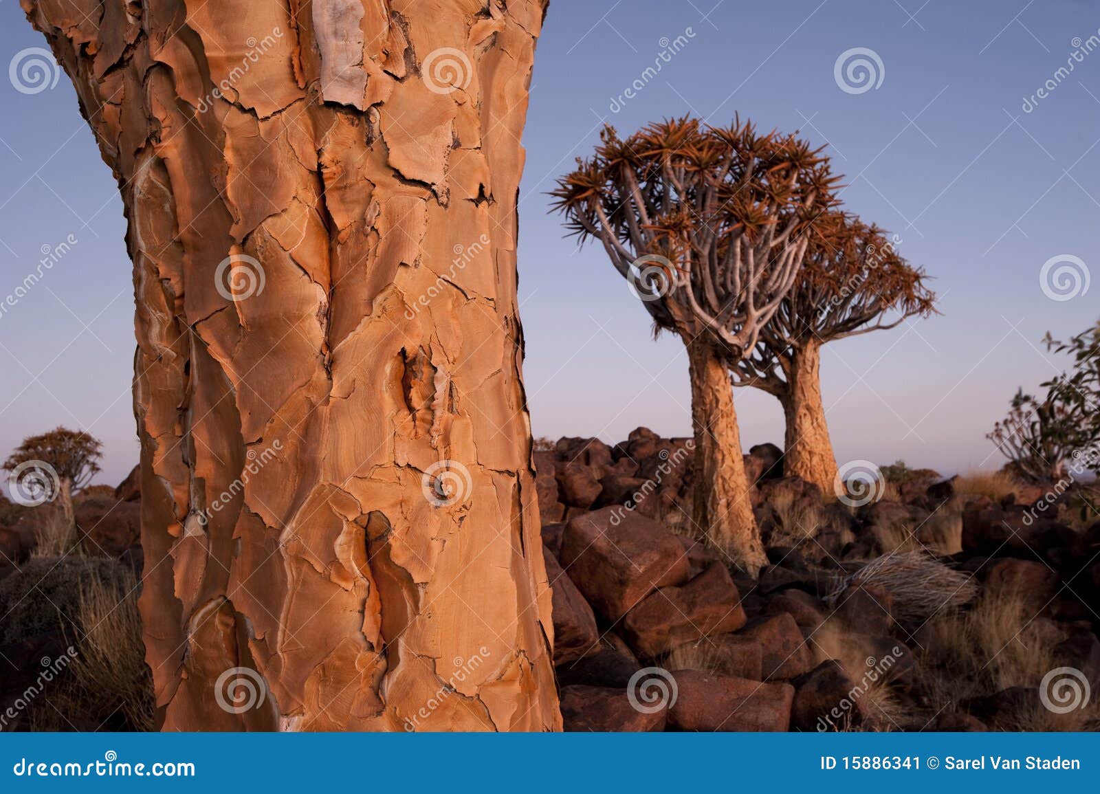 Tremblement tree2 image stock. Image of écorce, roches - 15886341