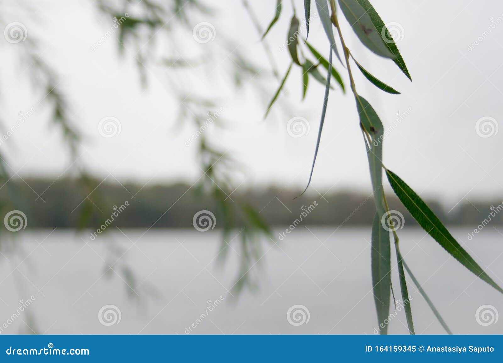 Trembling willow stock image. Image of cold, leaves - 164159345