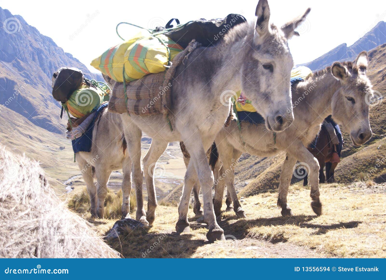 Tren De La Mula, Cargas Que Llevan Foto de archivo - Imagen de embalaje ...