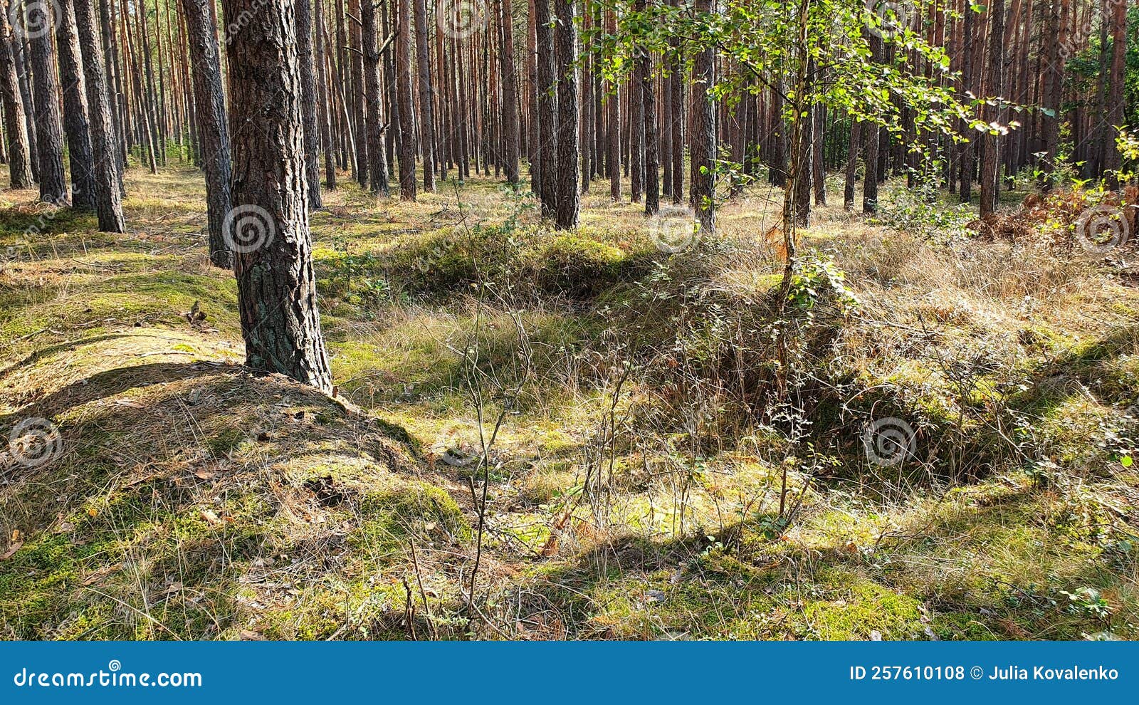 A trench in the forest stock photo. Image of wilderness - 257610108