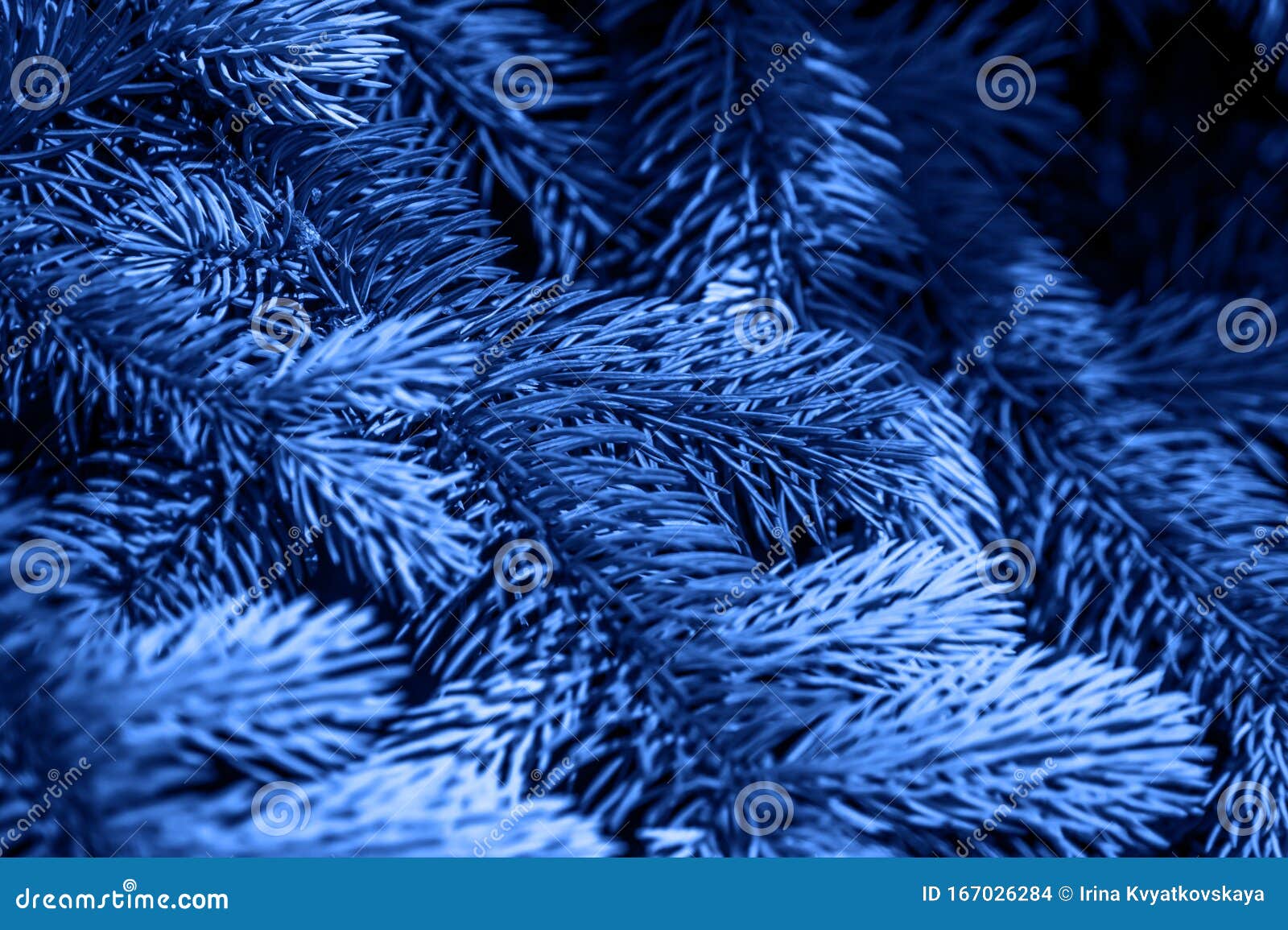 Trend Color 2020 Classic Blue, Spruce Tree Branch. Background for ...