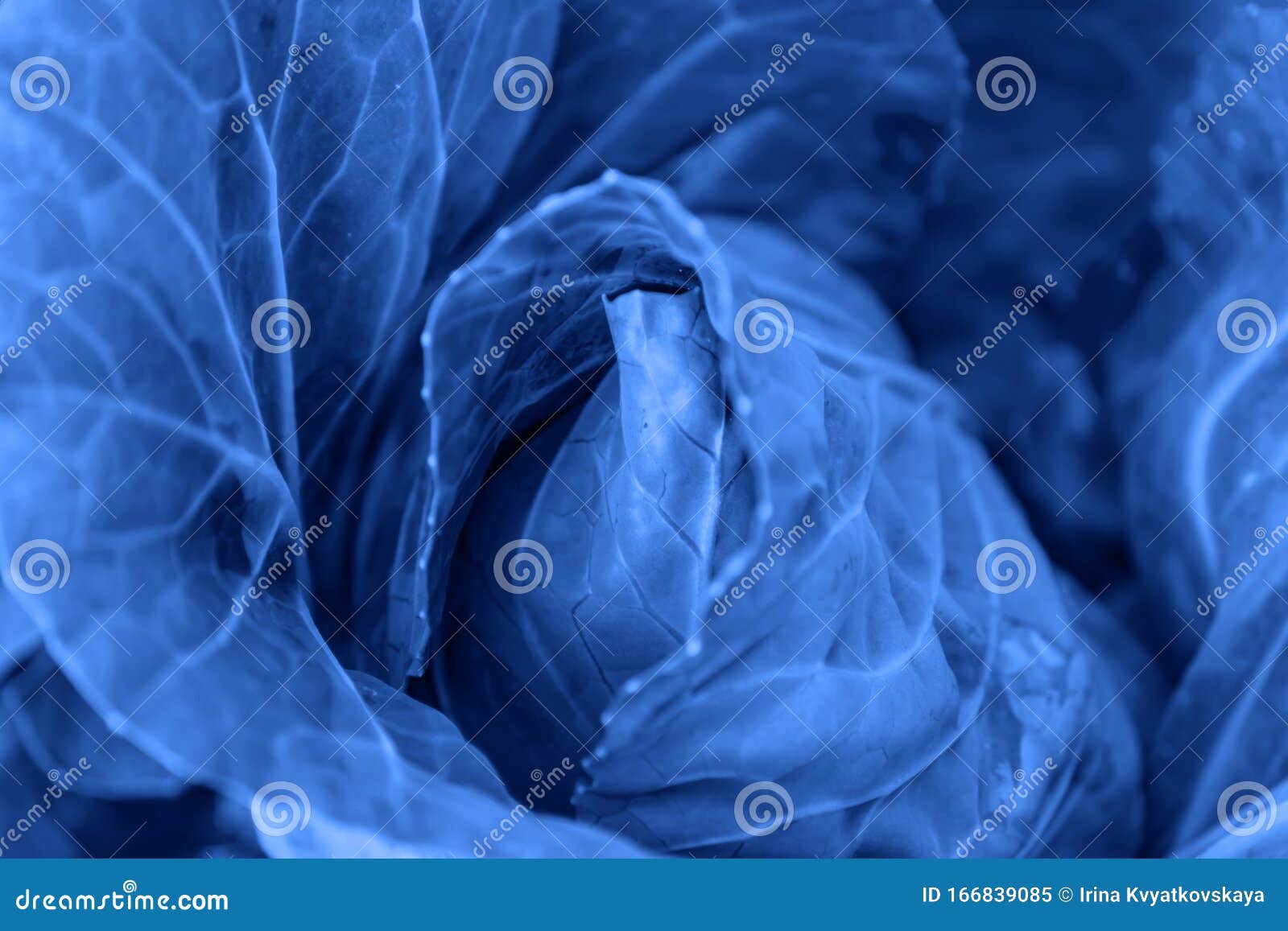 Trend Color 2020 Classic Blue, Top View, Cabbage Leaves Background for ...