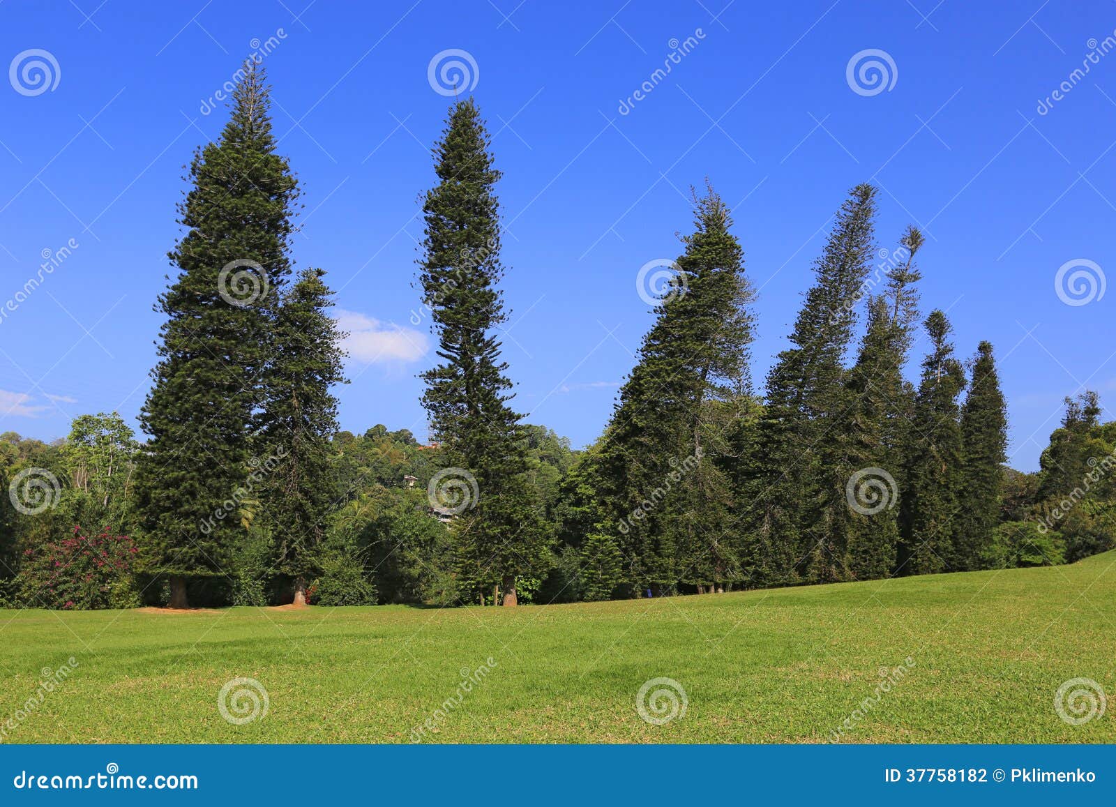Trenza oblicua en parque foto de archivo. Imagen de escena - 37758182