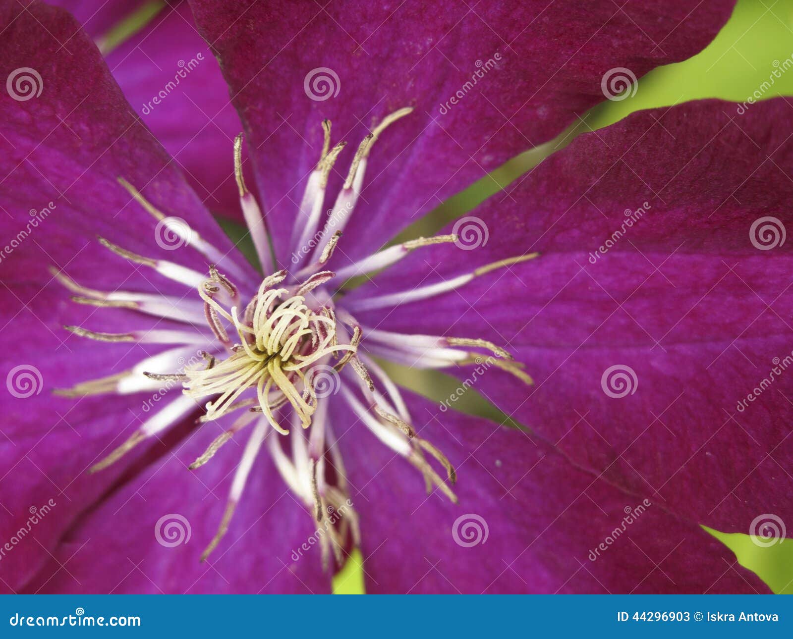Trepadeira Com a Flor Roxa Bonita Imagem de Stock - Imagem de clematite ...