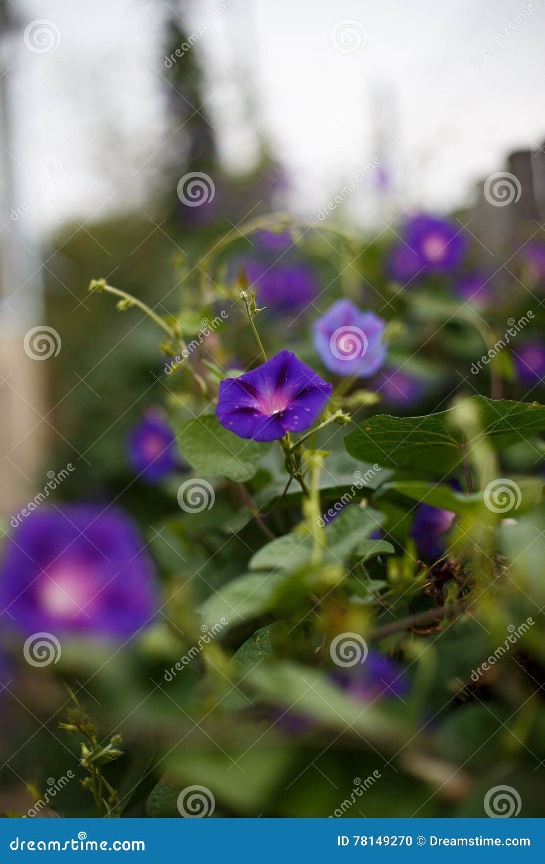 Trepadeira roxa foto de stock. Imagem de jardim, flor - 78149270