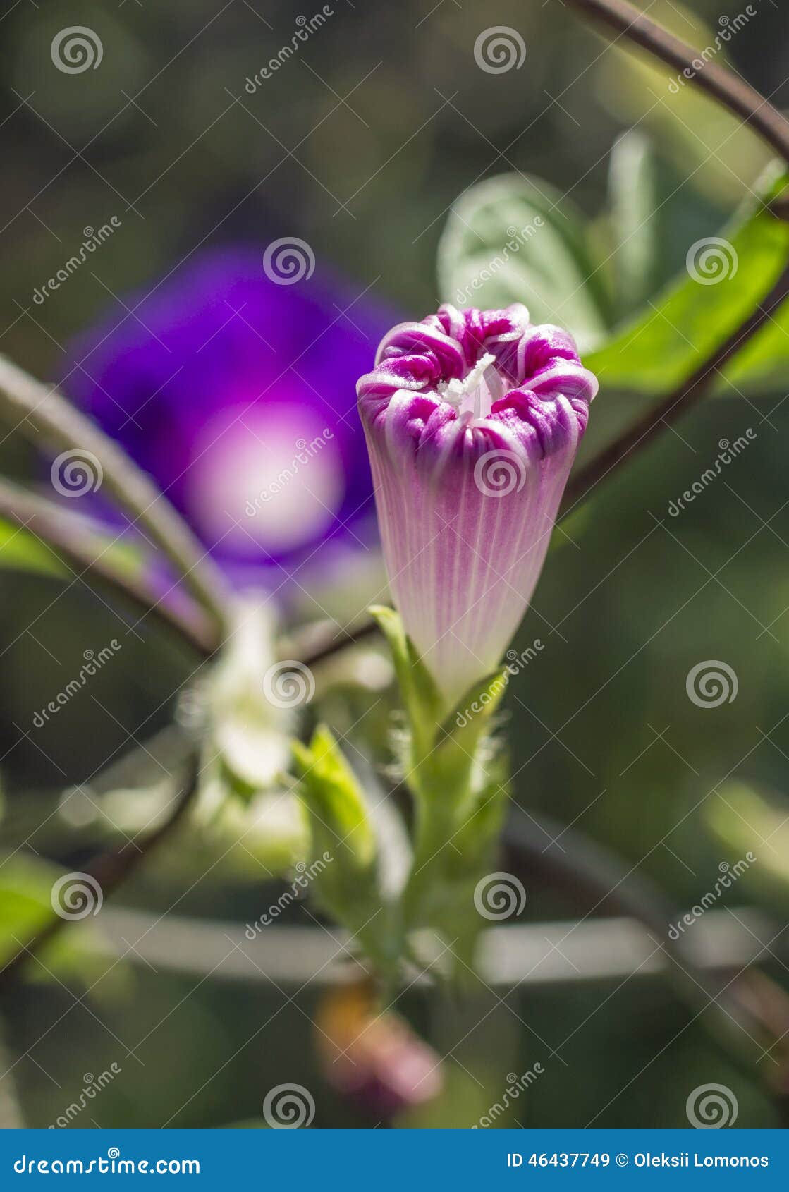 Trepadeira roxa da flor imagem de stock. Imagem de flor - 46437749