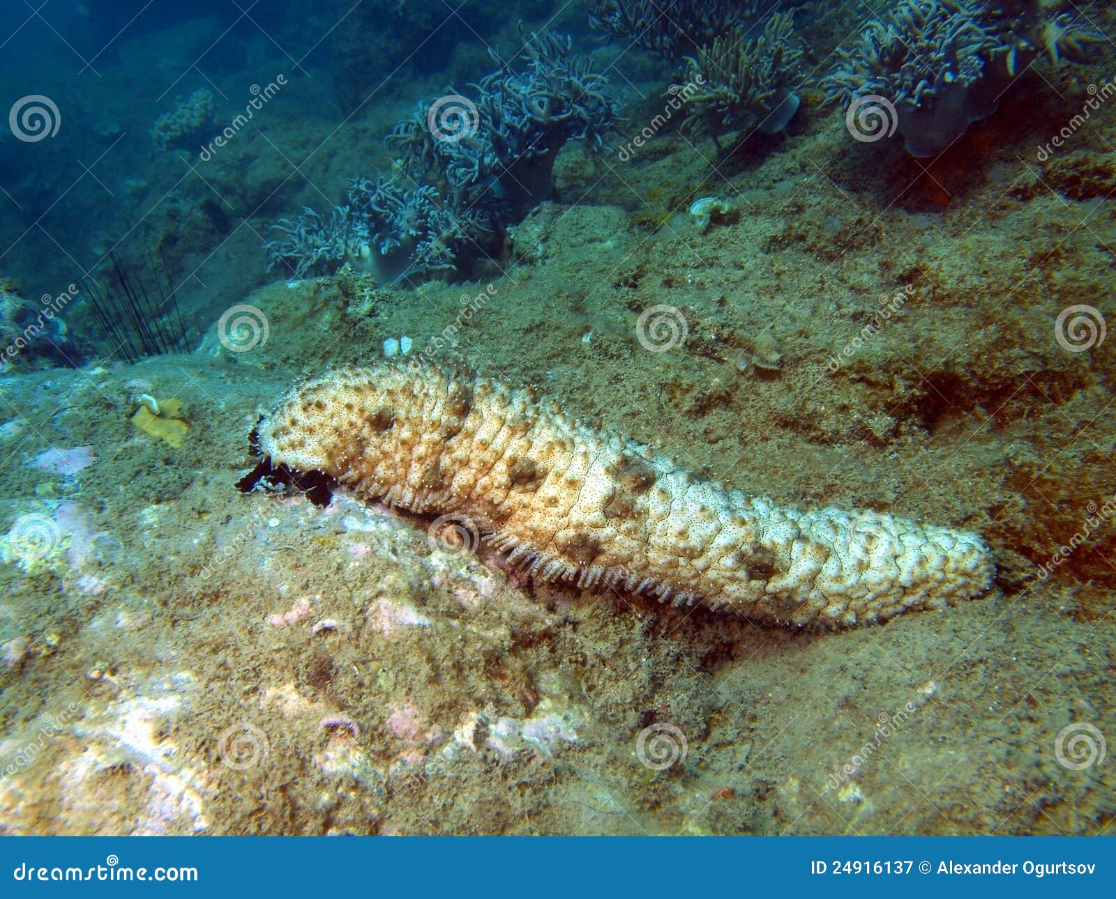 Trepang sea-slug, Vietnam stock image. Image of nature - 24916137