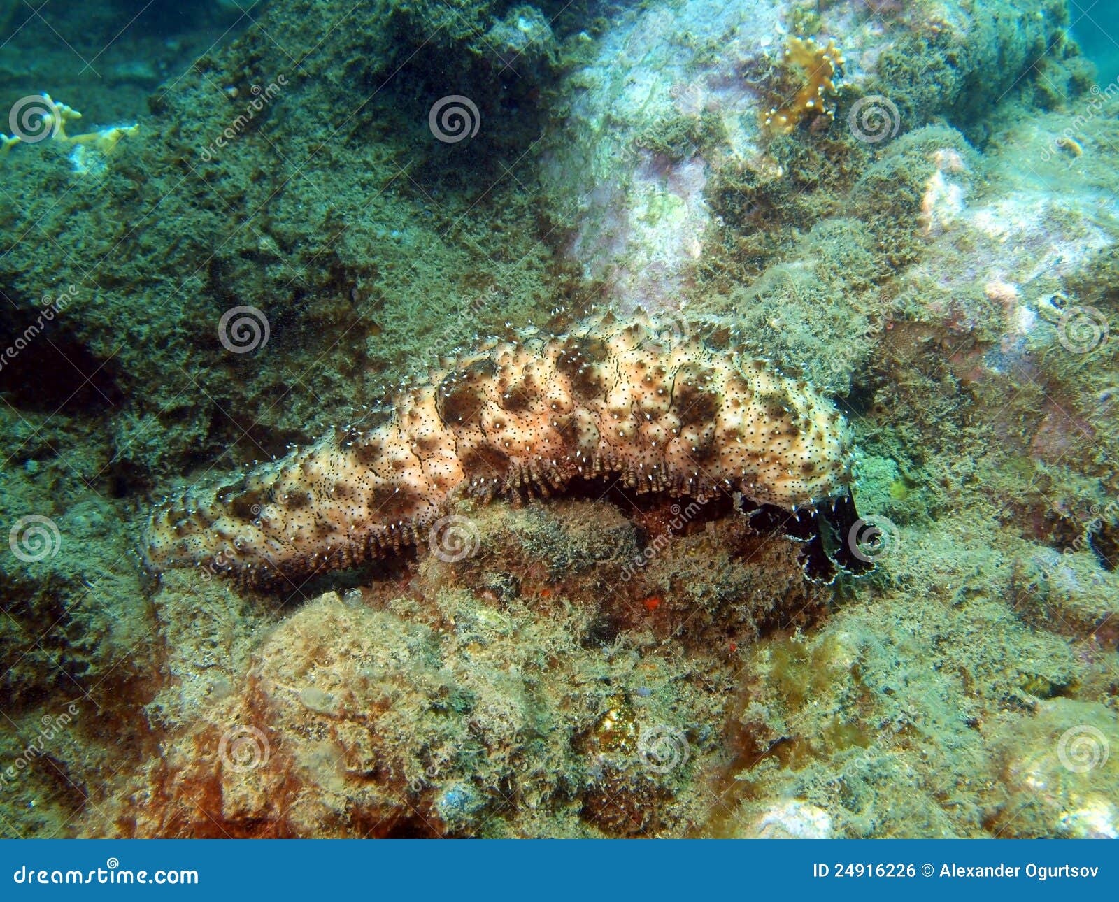 Trepang Sea-slug, Vietnam Stock Photography | CartoonDealer.com #24916226