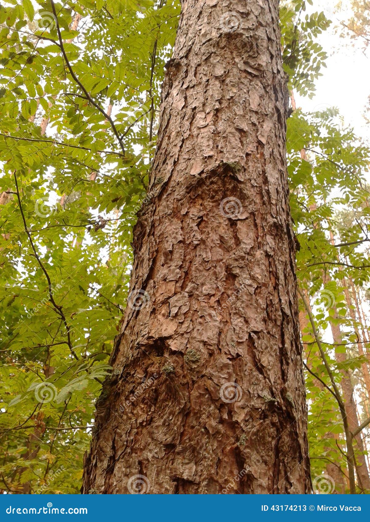 Tree stem stock image. Image of closeup, tree, bark, stem - 43174213