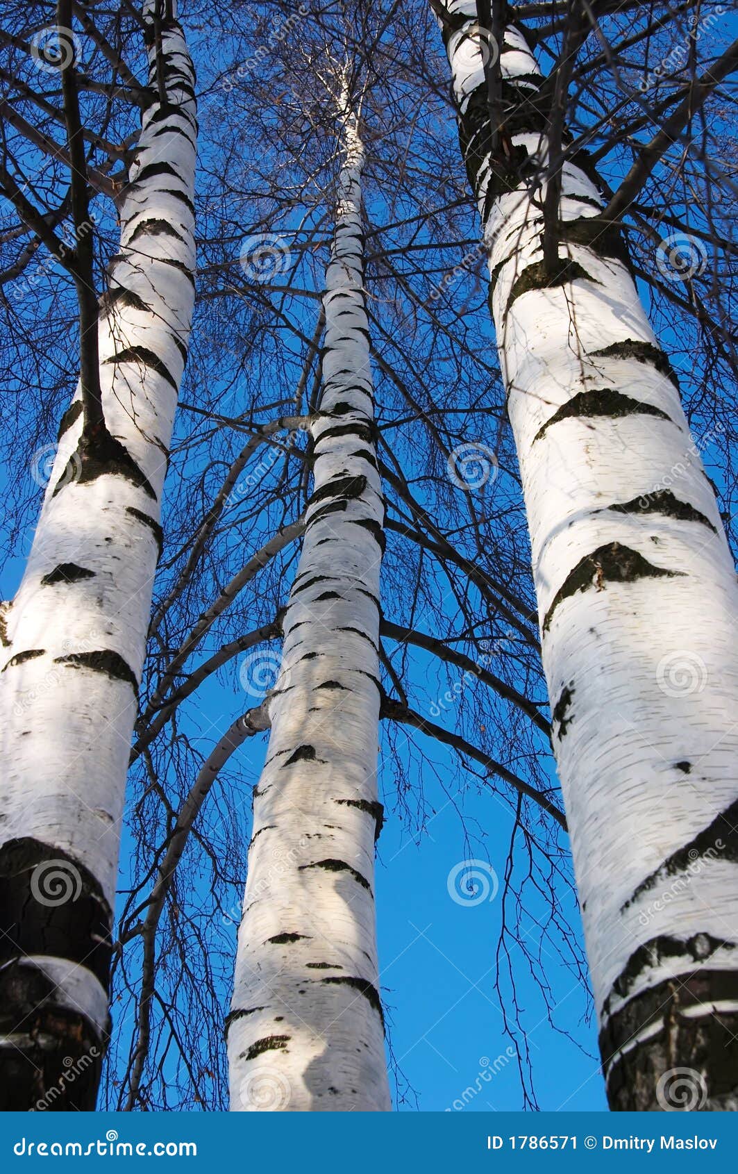 Tres abedules imagen de archivo. Imagen de clima, cielo - 1786571