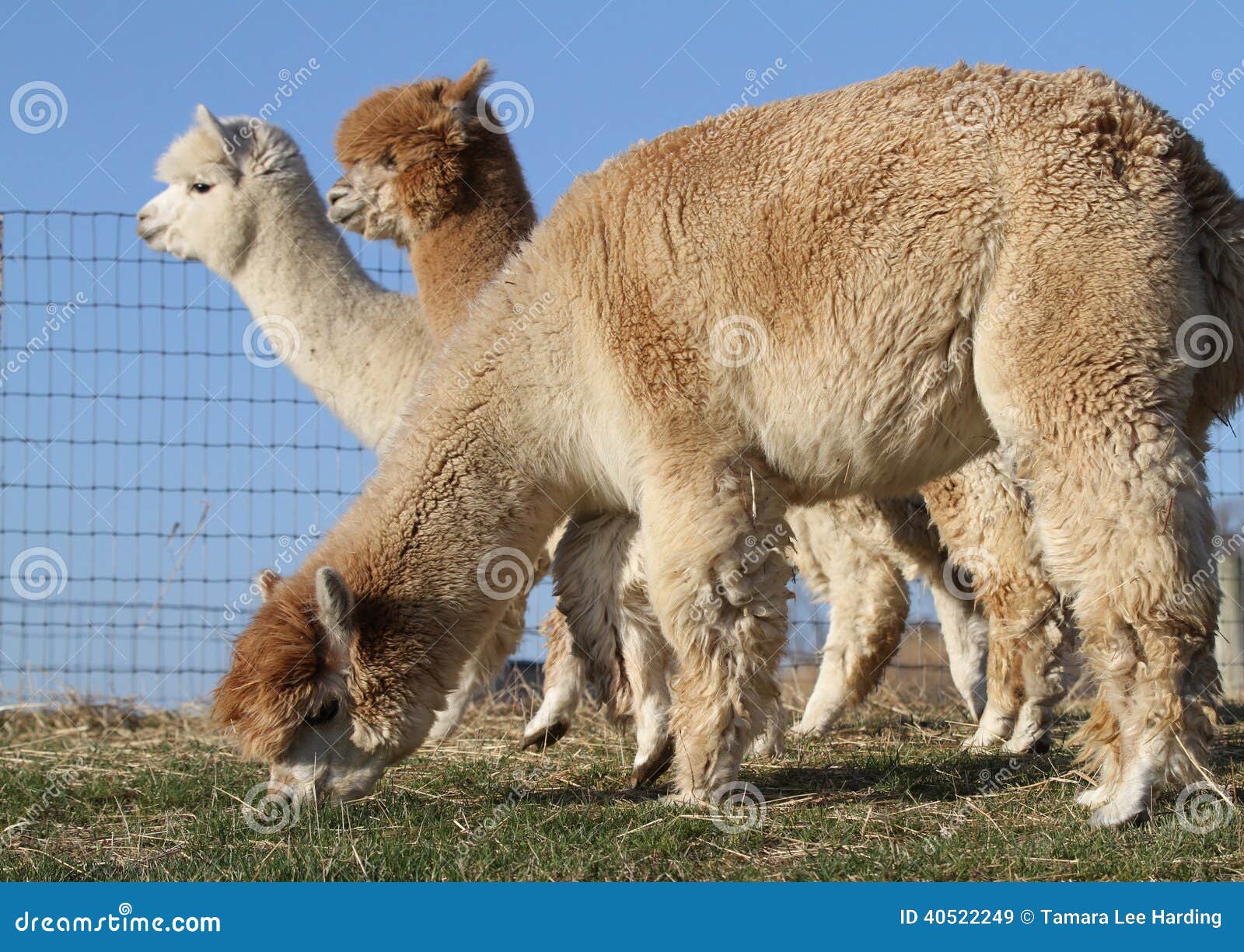 Tres alpacas por una cerca imagen de archivo. Imagen de mirada - 40522249