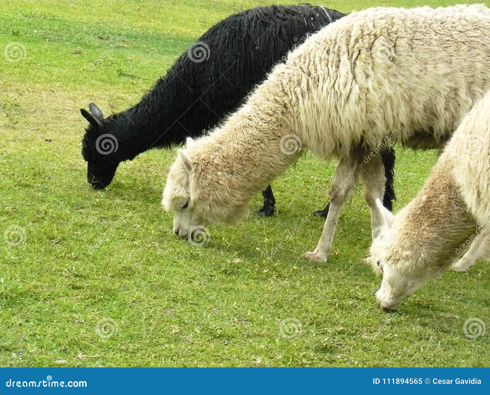 Tres Alpacas Que Comen La Hierba Imagen de archivo - Imagen de tres ...
