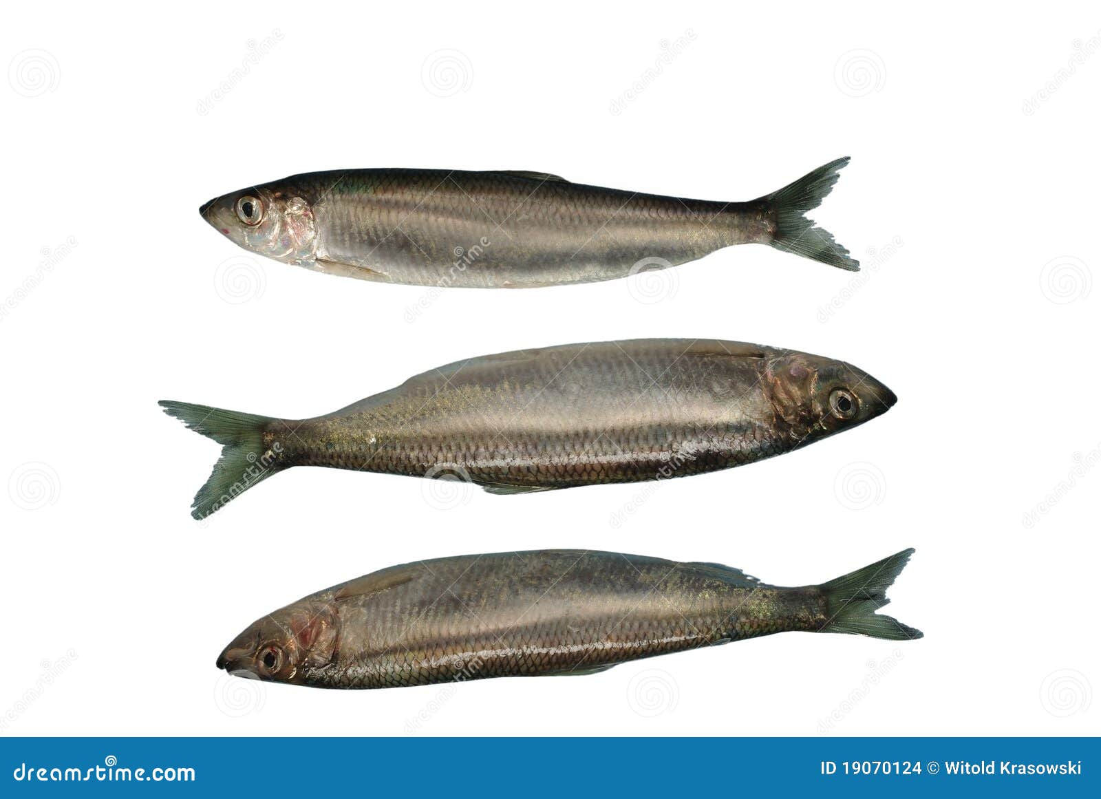 Tres arenques frescos foto de archivo. Imagen de bocado - 19070124