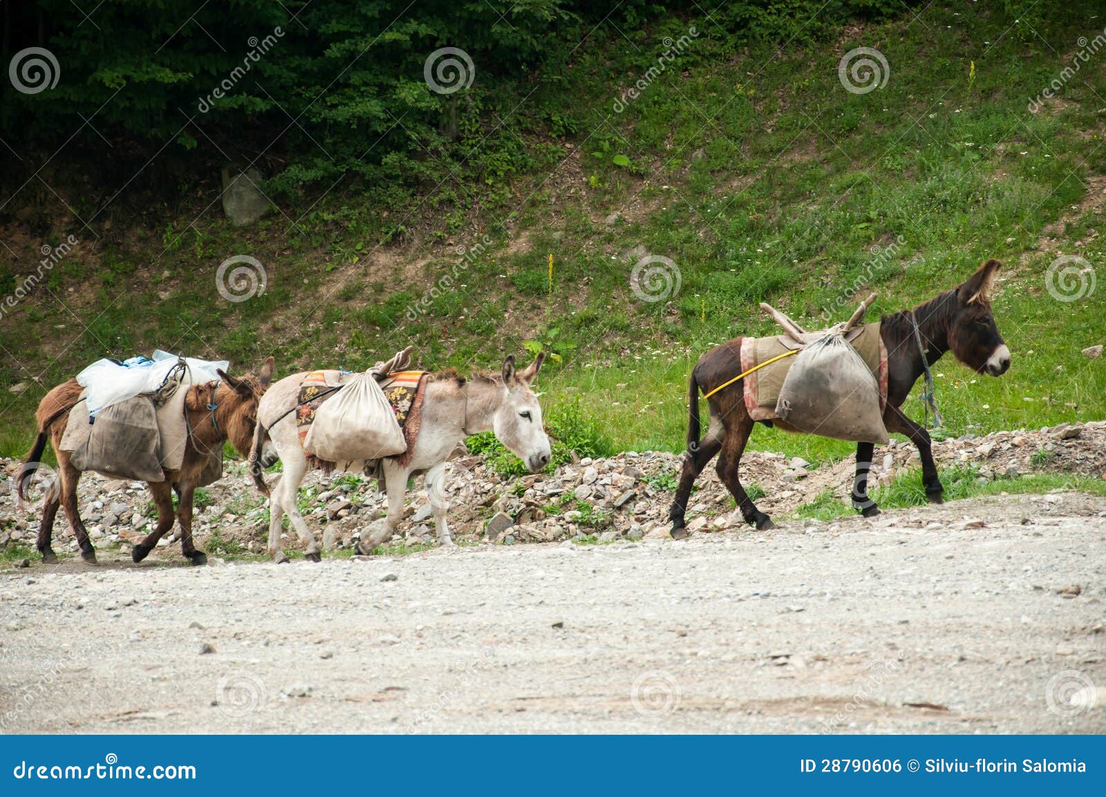 Tres Burros Que Llevan Cargas Foto de archivo - Imagen de transporte ...