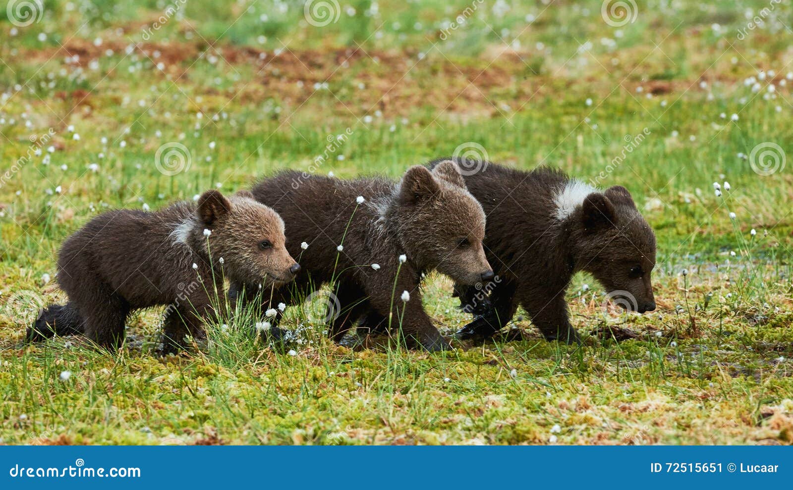 Tres Cachorros De Oso De Brown Imagen de archivo - Imagen de poco ...