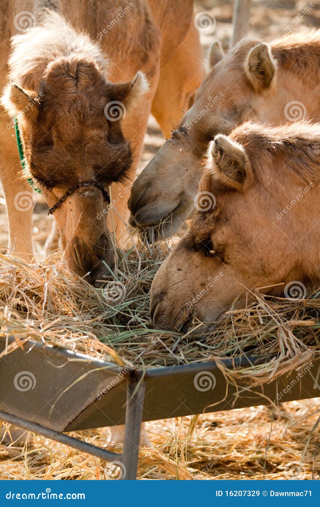 Tres Camellos Que Comen El Heno Imagen de archivo - Imagen de camello ...