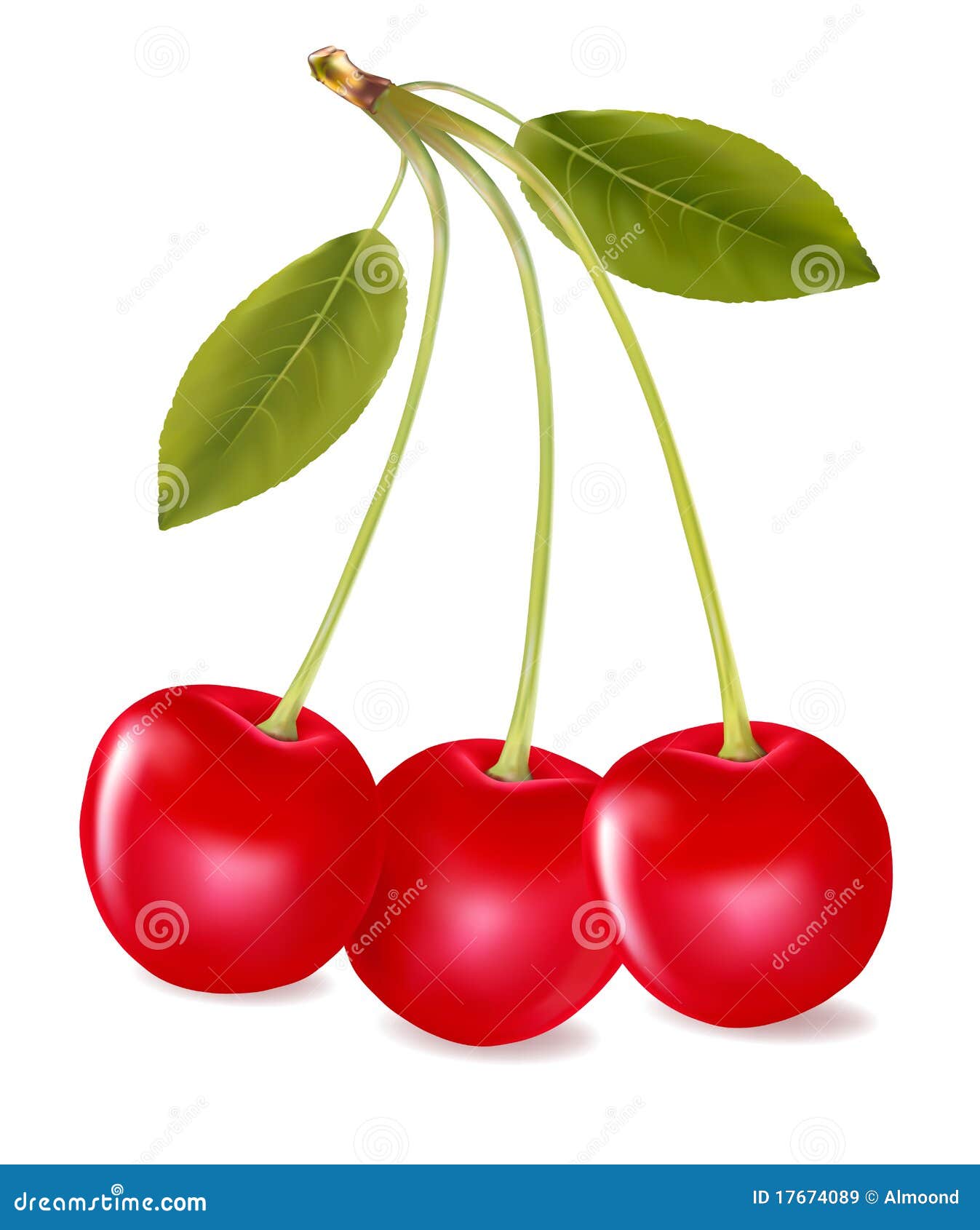 Tres Cerezas Maduras Con La Hoja. Vector. Ilustración del Vector ...