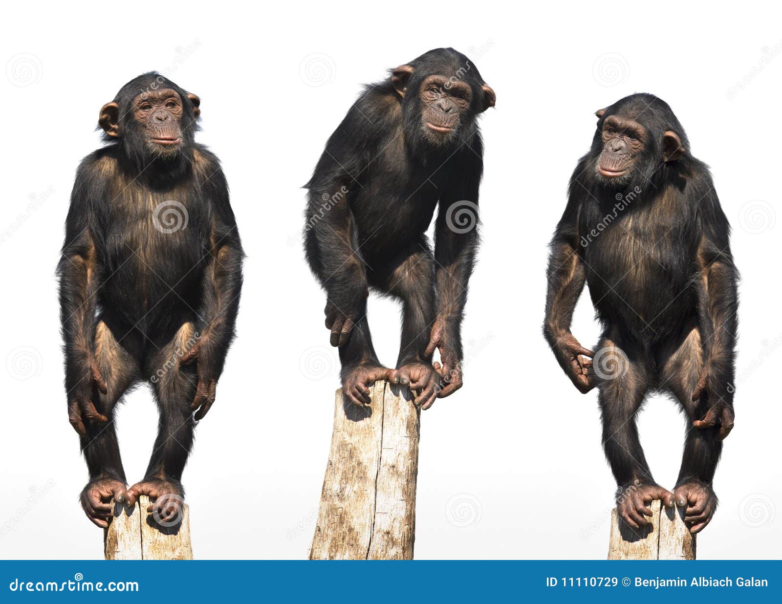 Tres chimpancés imagen de archivo. Imagen de varios, sobresalga - 11110729