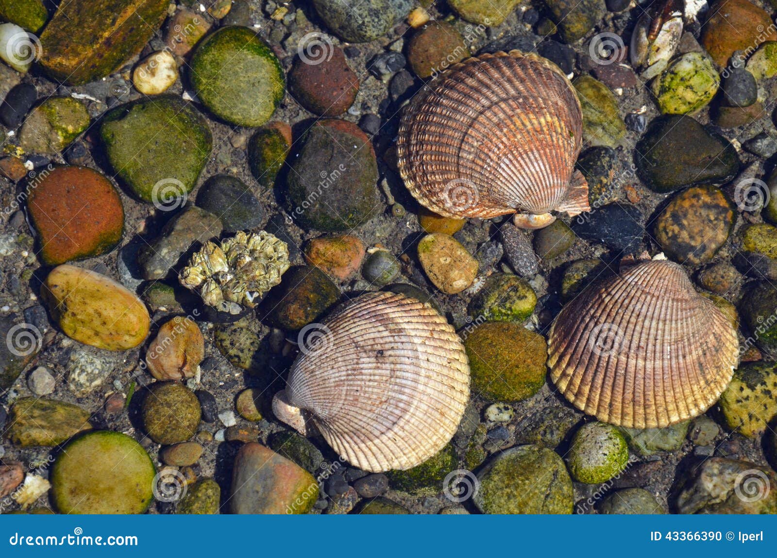 Tres Conchas Marinas En Agua Foto de archivo - Imagen de barnices ...