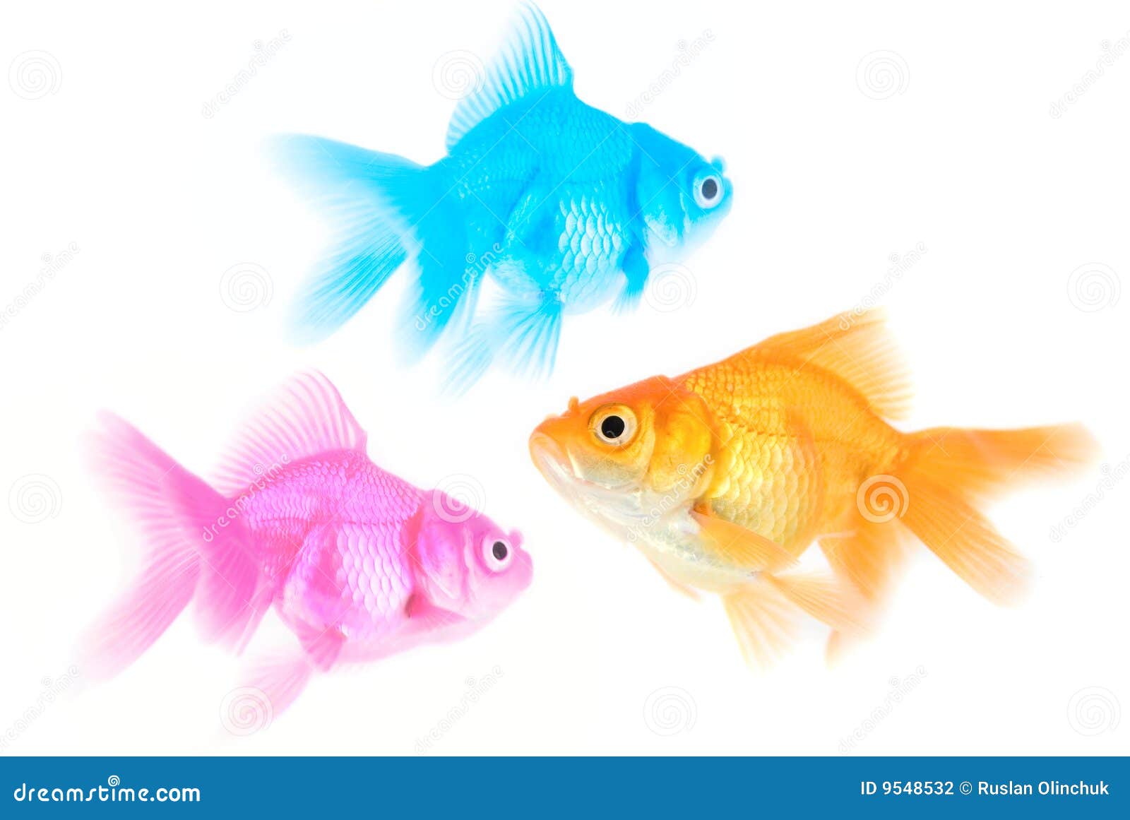 Tres Diversos Pescados Del Color Foto de archivo - Imagen de carpa ...