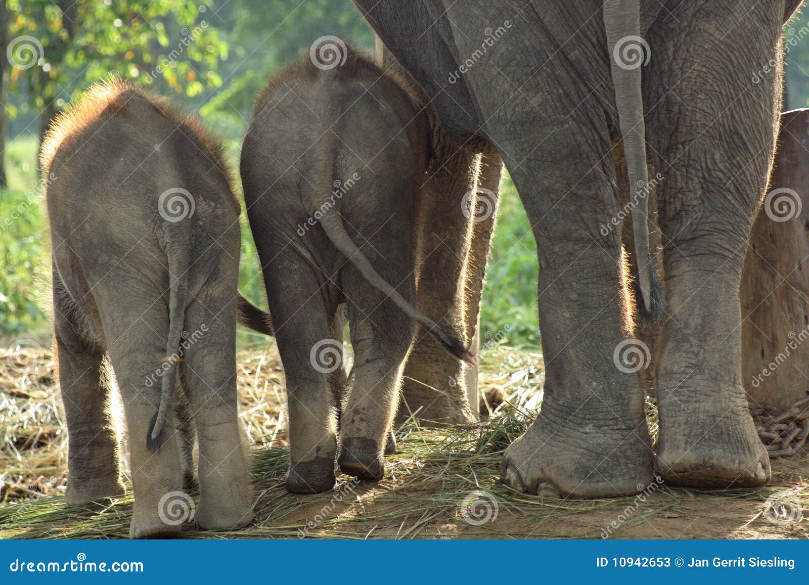 Tres eliphants imagen de archivo. Imagen de bebé, tres - 10942653